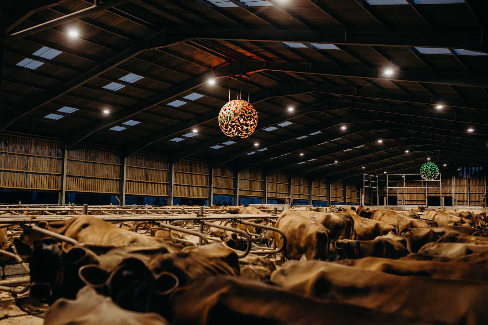 Our new cow shed chandeliers, an art installation by Nick Romeril ...